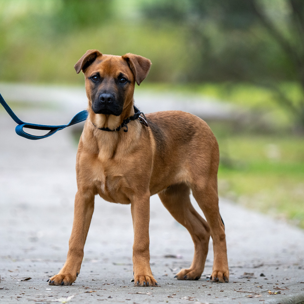 Luca - Medium Male Rhodesian Ridgeback x Crossbreed Mix Dog in NSW ...