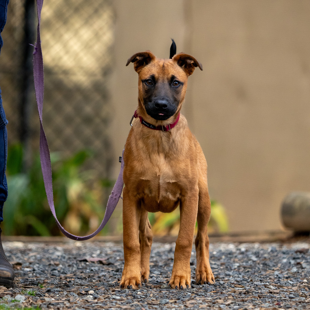 Dakota - Large Female Rhodesian Ridgeback x Crossbreed Mix Dog in NSW ...