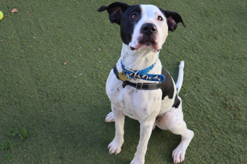 Valak - Large Male Mastiff Mix Dog in VIC - PetRescue