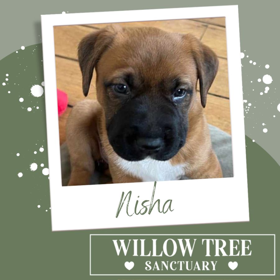 Nisha - Medium Female Cattle Dog Mix Dog in NSW - PetRescue