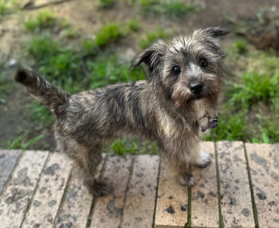 Misty - Small Female Terrier Mix Dog in NSW - PetRescue