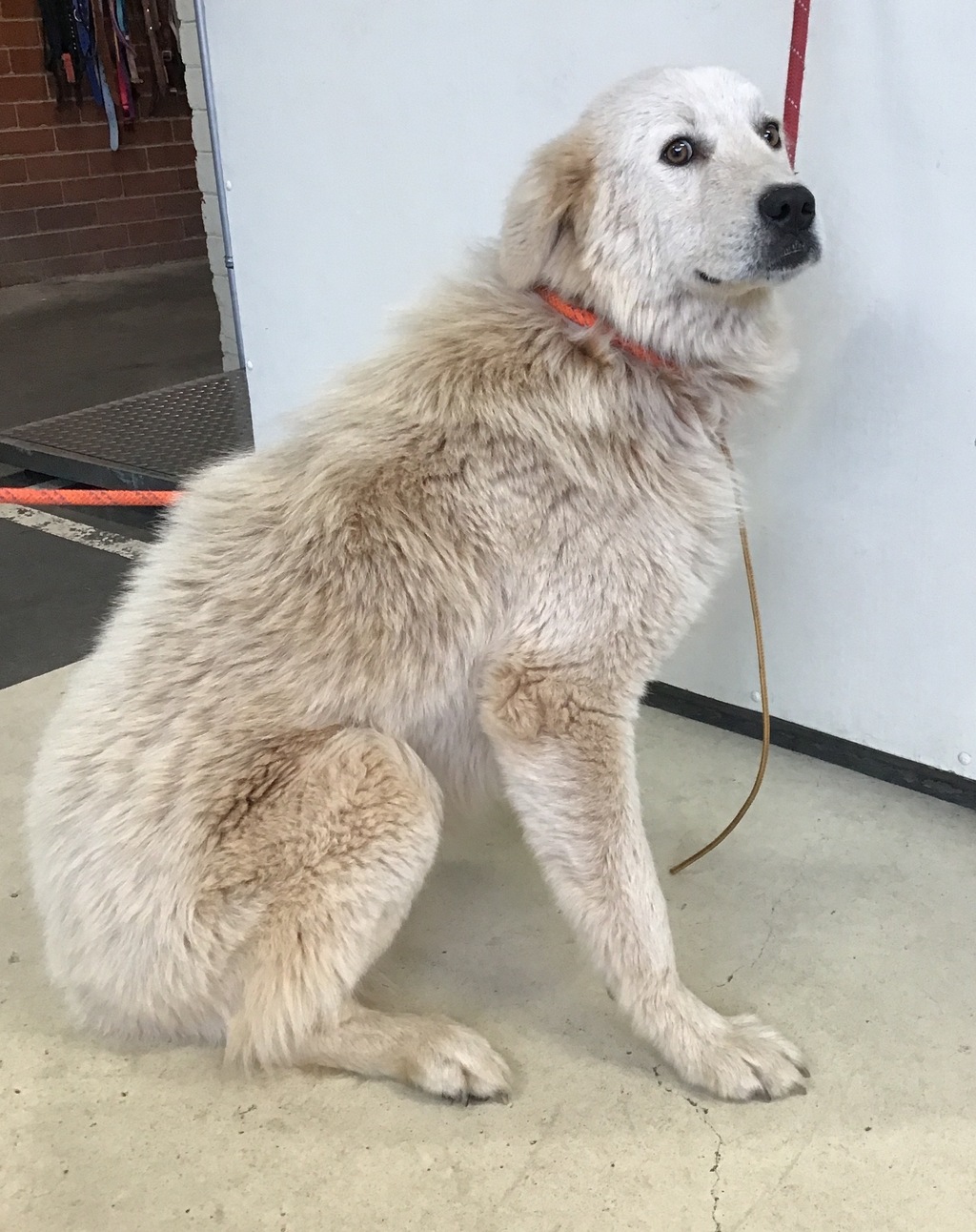 Oscar - Large Male Maremma Sheepdog Mix Dog in VIC - PetRescue
