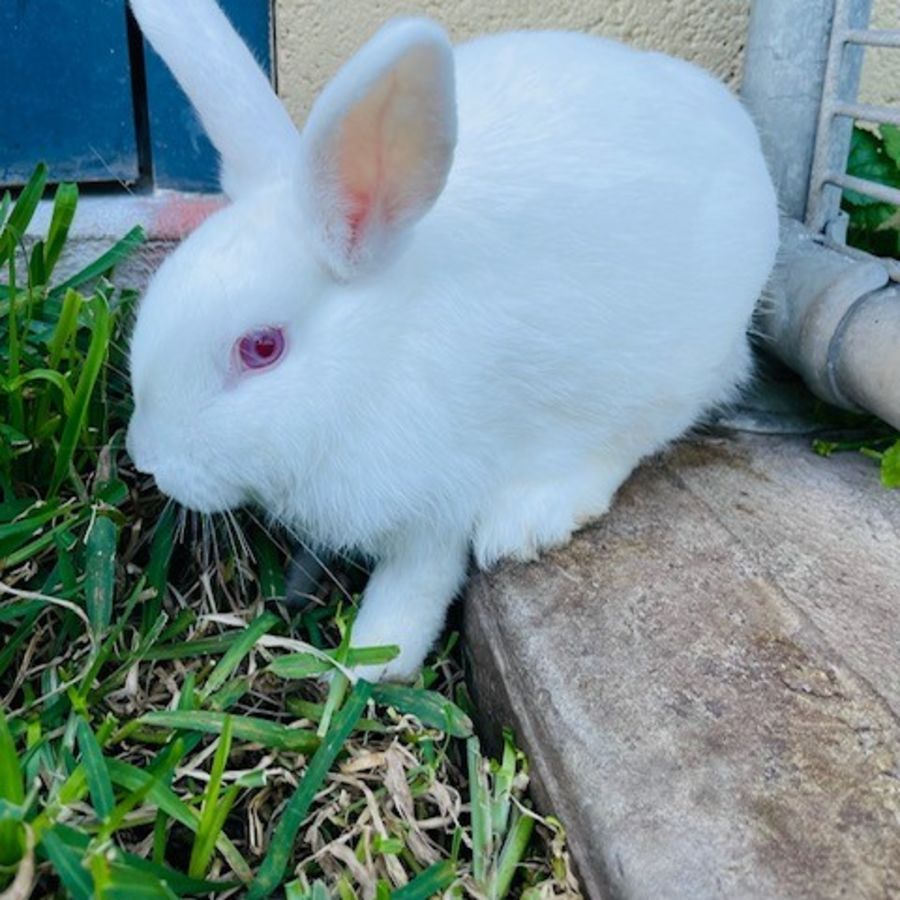 Turkish Delight - Female Rabbit in NSW - PetRescue