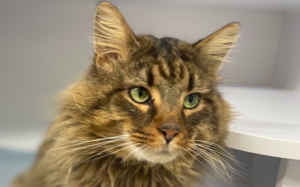 Django - Male Domestic Longhair Mix Cat in VIC - PetRescue