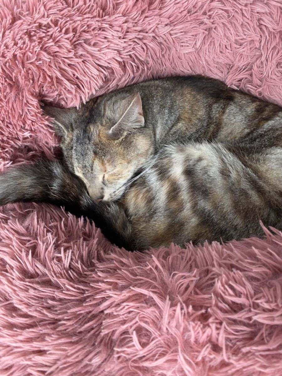 Timbah - Female Domestic Short Hair Cat in QLD - PetRescue