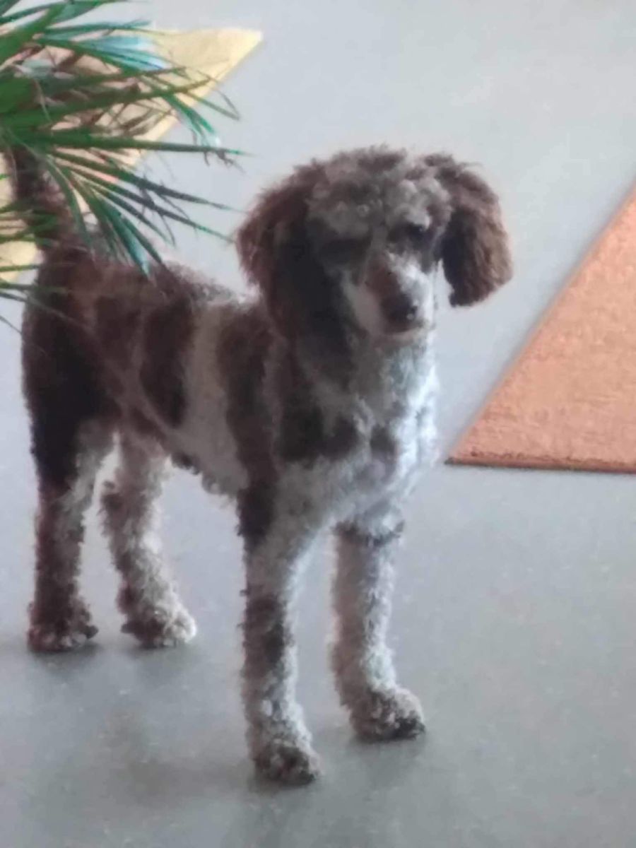 Oreo - Small Male Poodle Dog in QLD - PetRescue