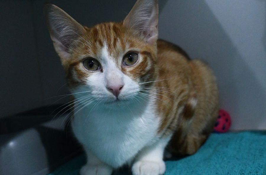 Roth 10987 - Male Domestic Short Hair Cat in NSW - PetRescue