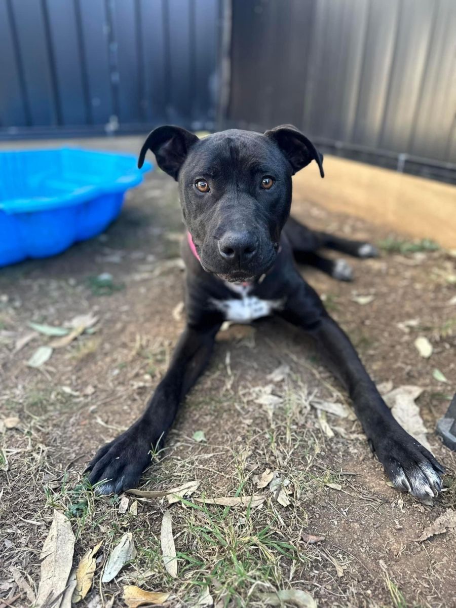 Benjie - Medium Male American Staffordshire Bull Terrier Dog in NSW - PetRescue