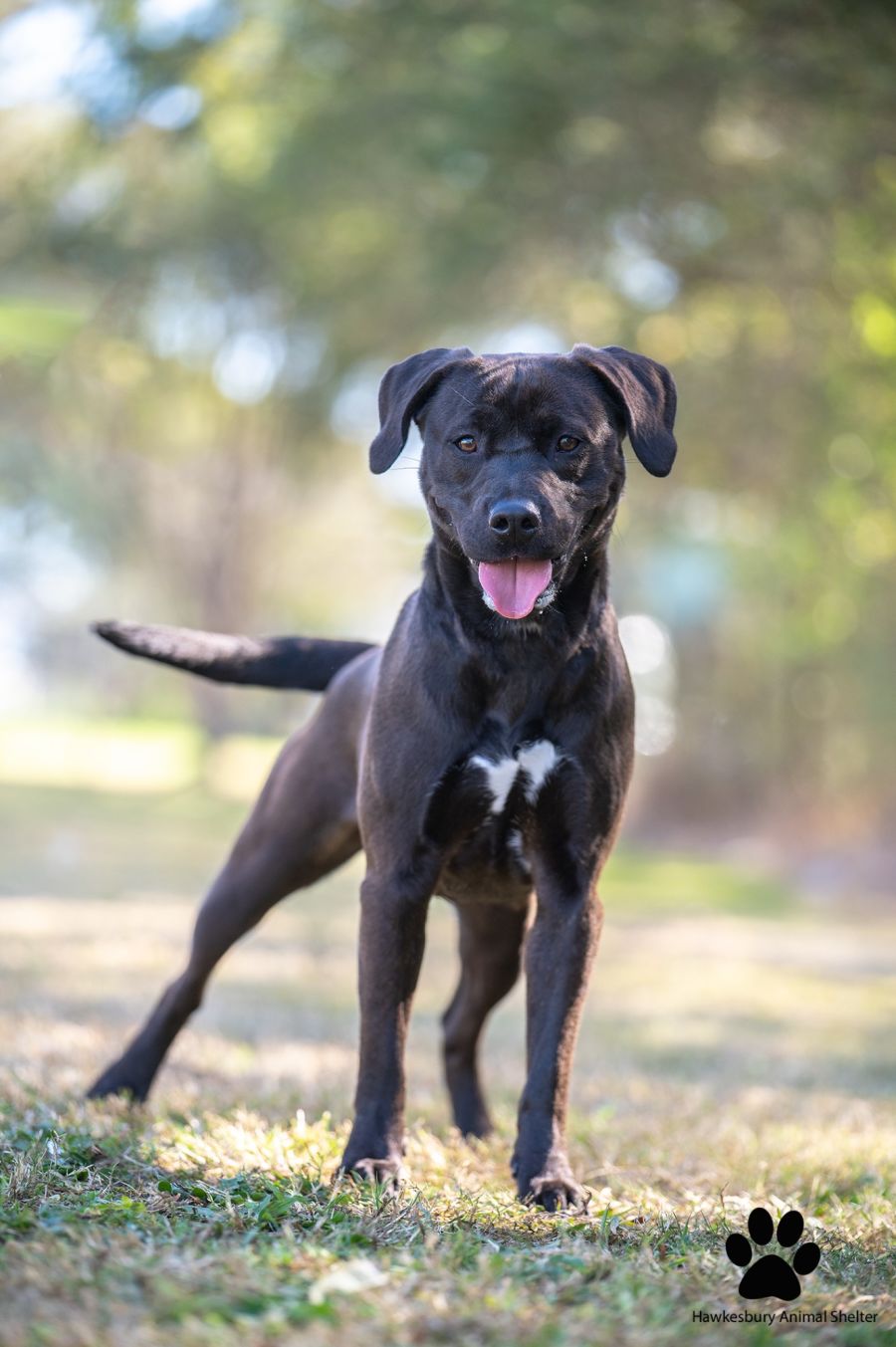 Becky - Large Female Labrador Mix Dog in NSW - PetRescue