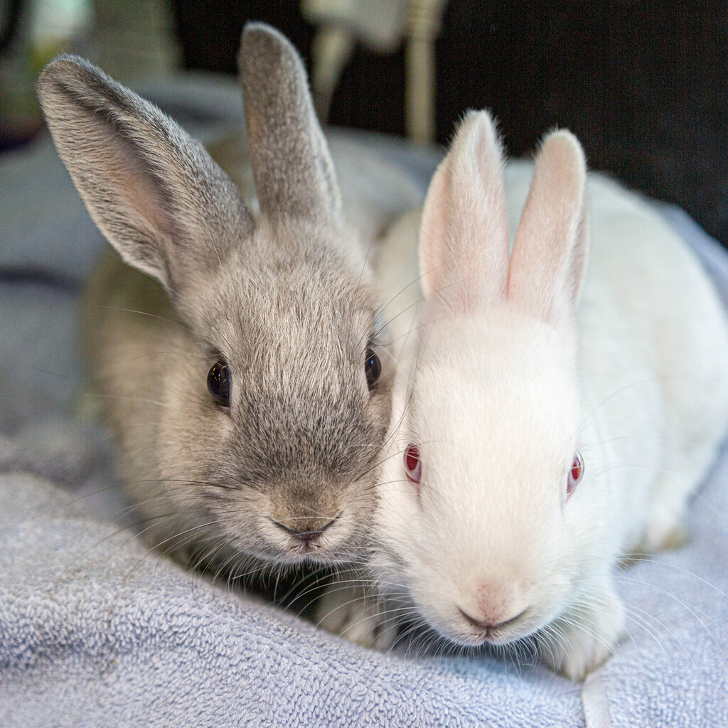 Cloudy The Rabbit