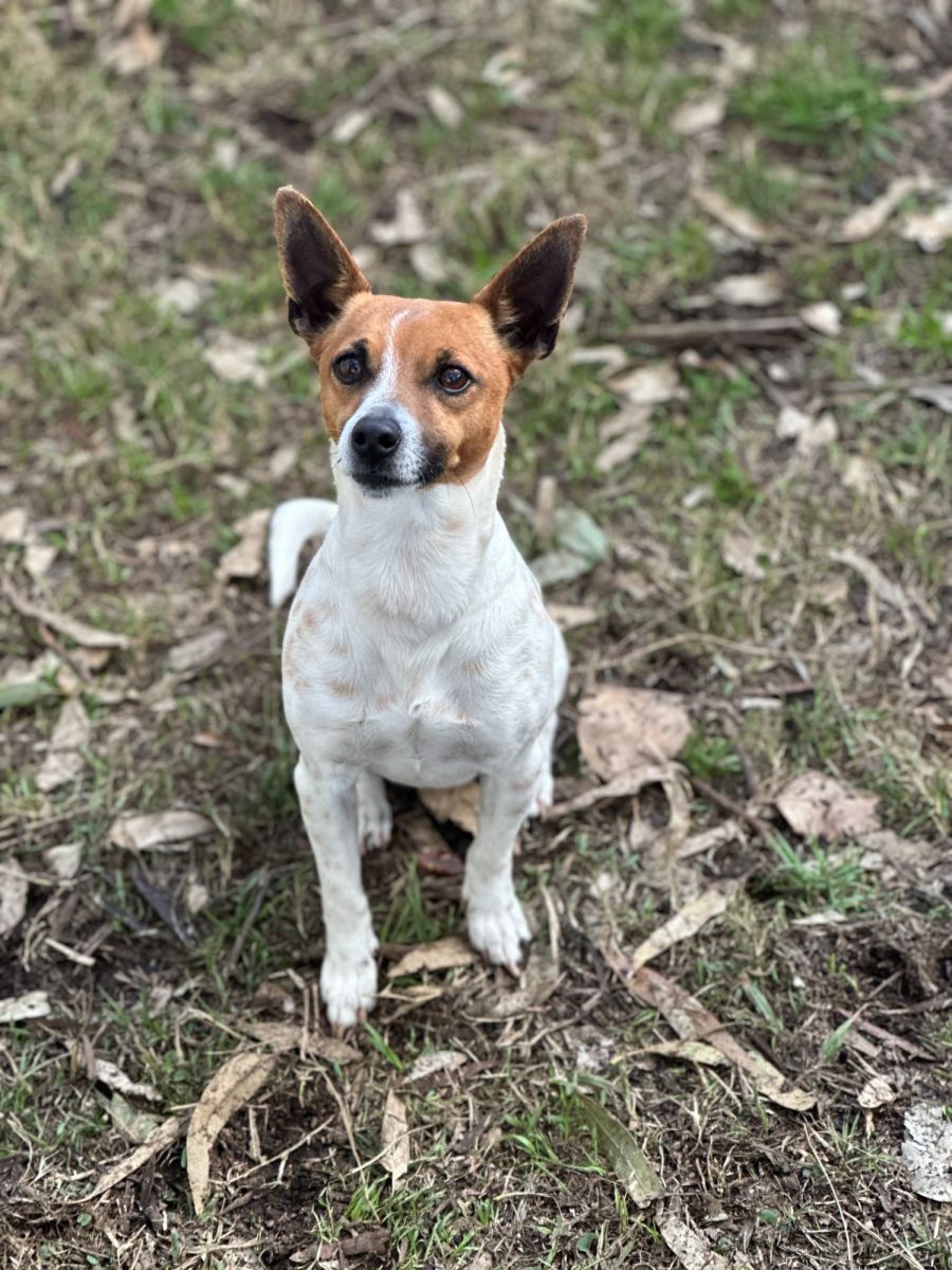 Rusta - Small Male Miniature Fox Terrier Mix Dog in NSW - PetRescue