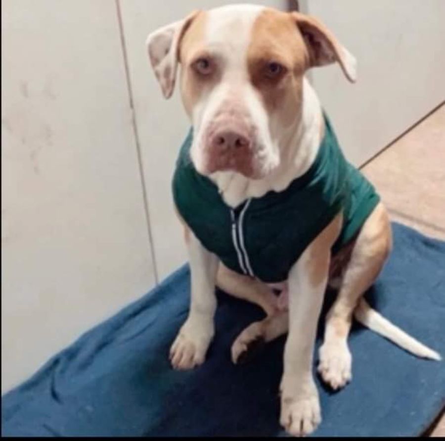 Chich - Large Male American Staffordshire Terrier x Bull Arab Mix Dog ...