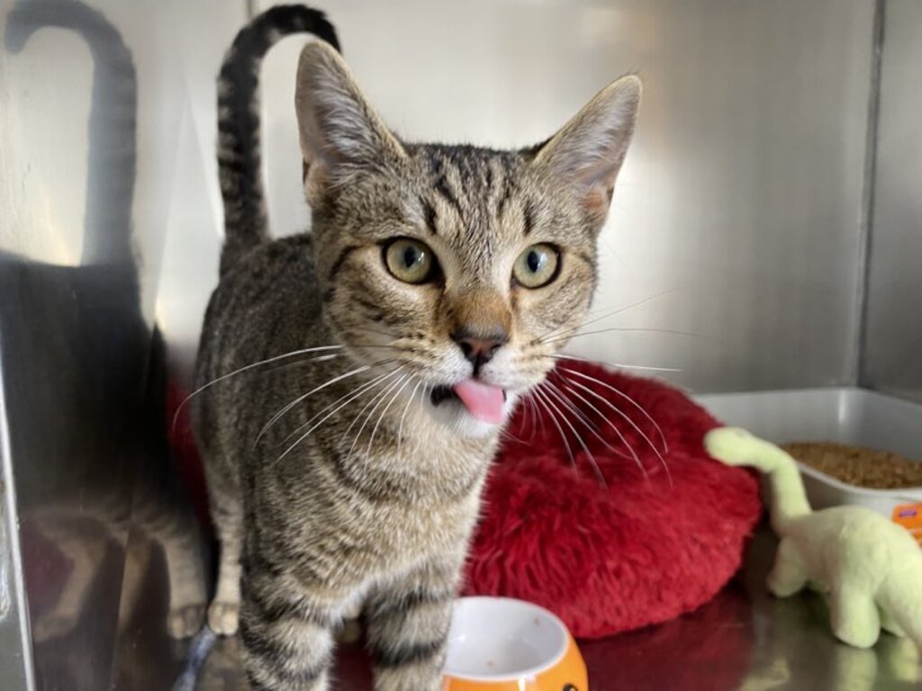 Bobbie - Male Domestic Short Hair Mix Cat in QLD - PetRescue