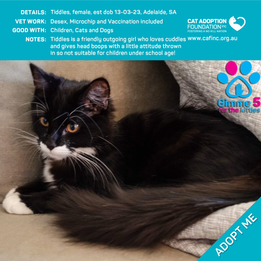 Tiddles - Female Domestic Medium Hair Cat in SA - PetRescue