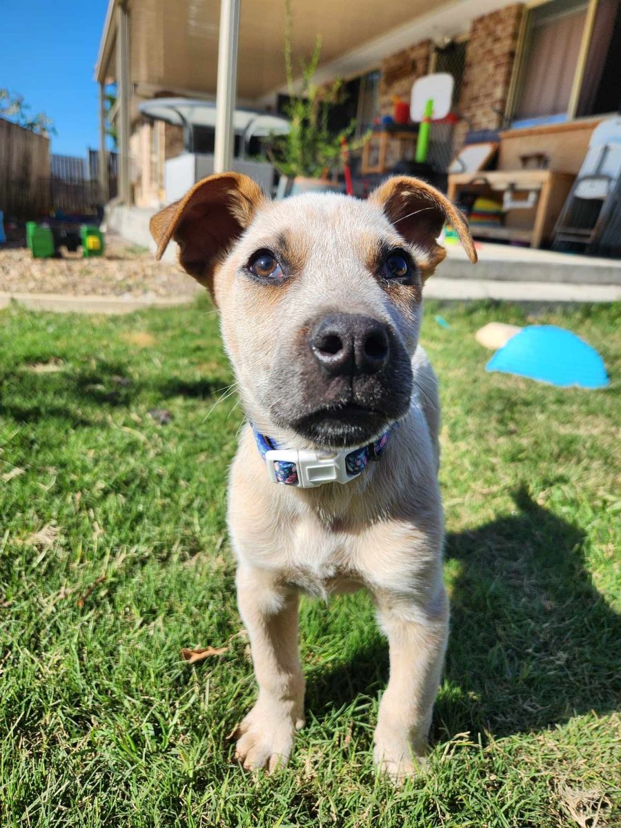 Karter - Medium Male Australian Cattle Dog Dog in QLD - PetRescue