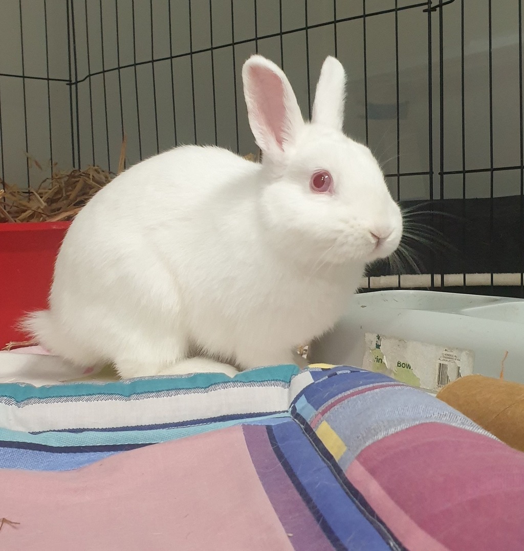 Lil - Female Netherland Dwarf Mix Rabbit in VIC - PetRescue