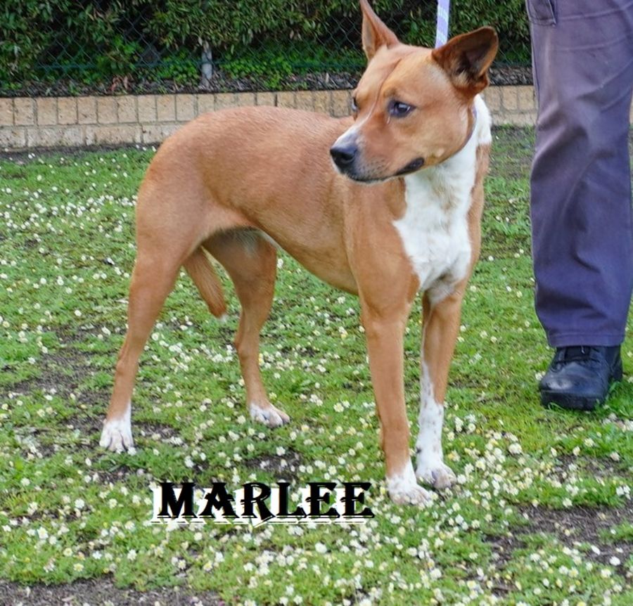 Marlee - Medium Female Cross breed Dog in WA - PetRescue