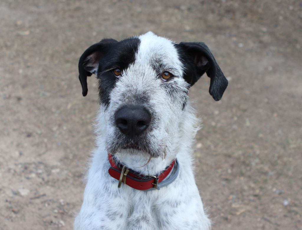 Killian - Large Male Bull Arab x Irish Wolfhound Mix Dog in QLD - PetRescue