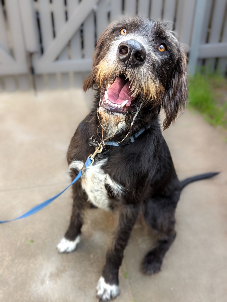 Ghost - Large Male German Wirehaired Pointer Mix Dog in VIC - PetRescue