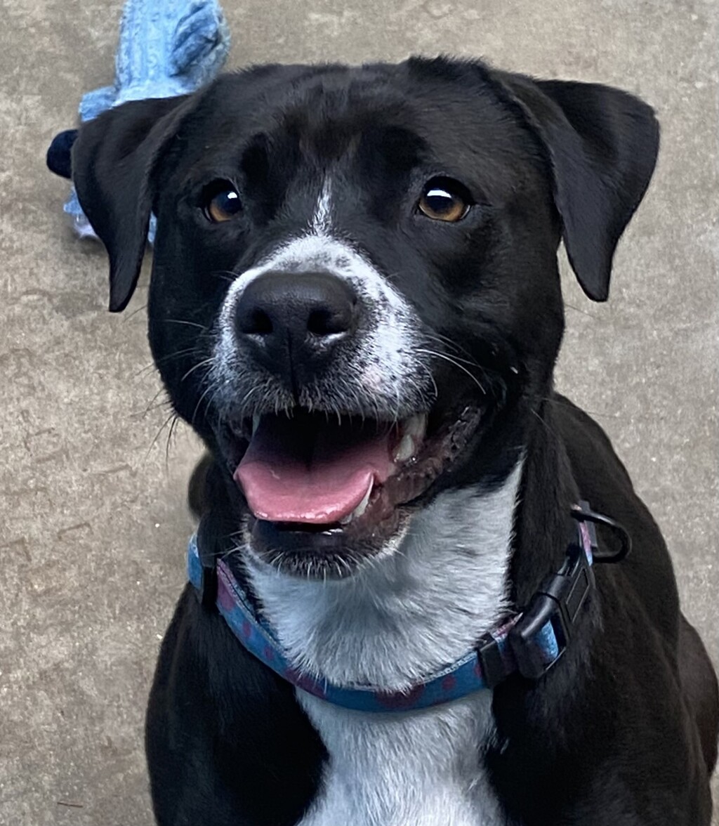 Maggie - Medium Female Border Collie x English Staffordshire Bull ...