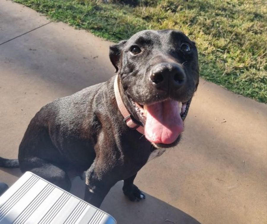 Molly - Large Female Mastiff x German Shorthaired Pointer Mix Dog in ...