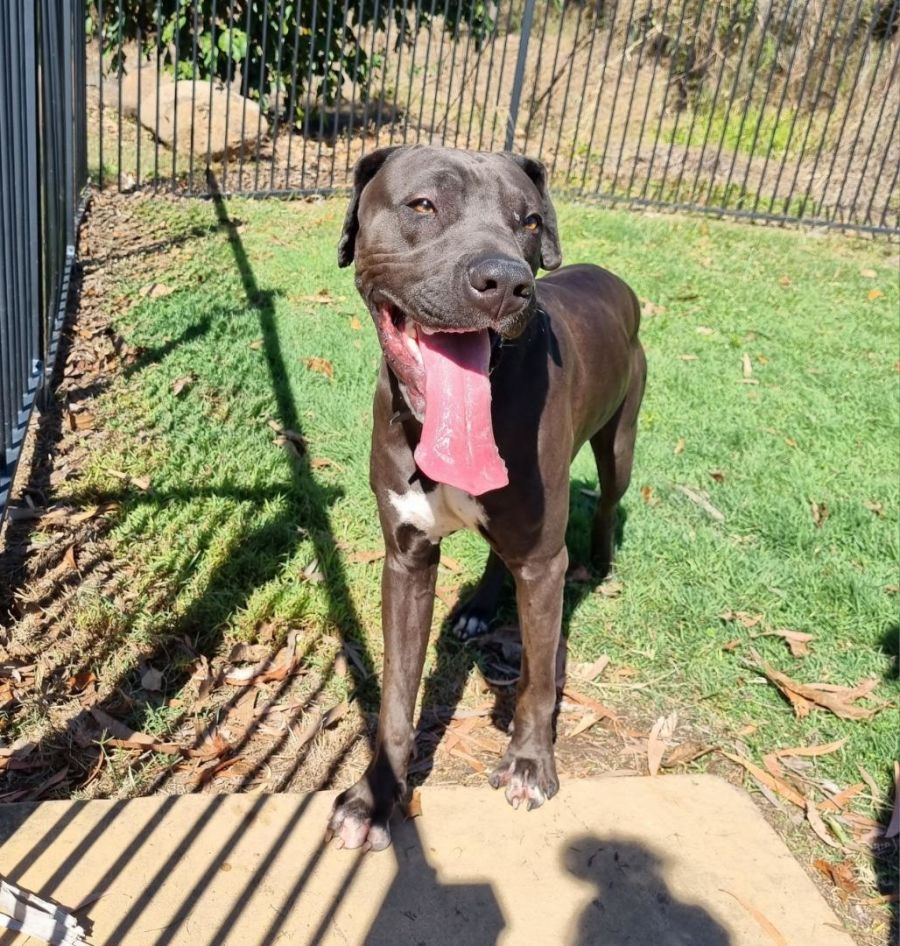 Arley - Large Male Bullmastiff x Bull Arab Mix Dog in QLD - PetRescue