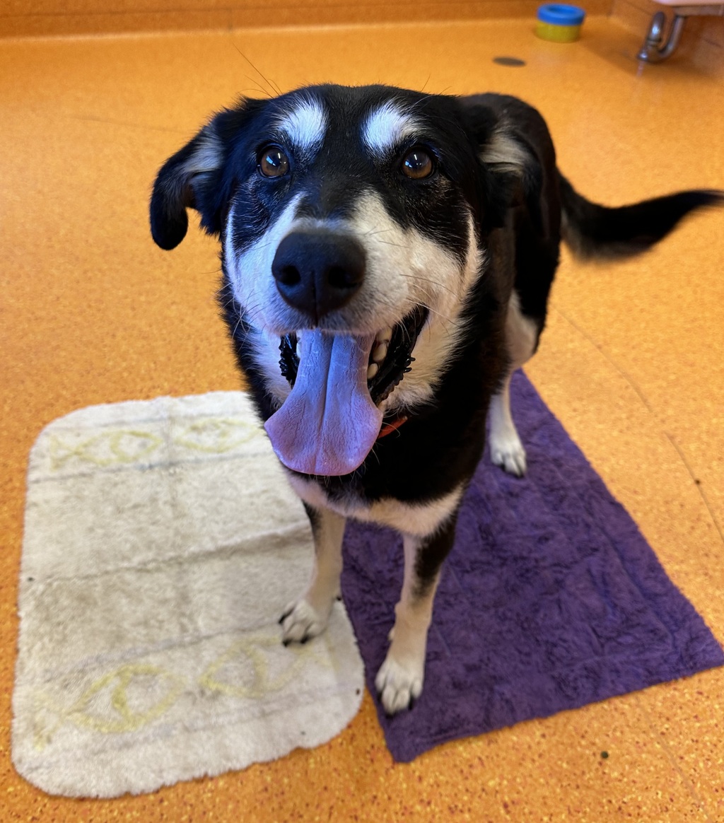 Charlie - Medium Male German Shepherd x Maremma Sheepdog Mix Dog in QLD ...