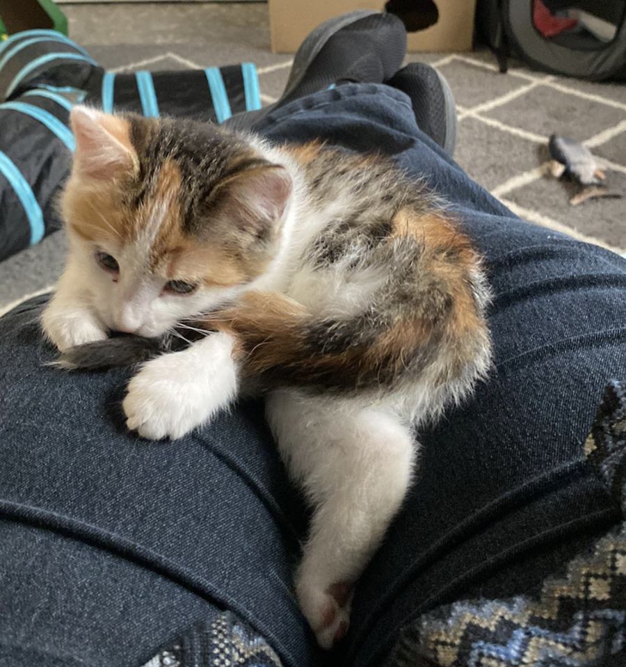 Tilly - Female Domestic Short Hair Cat in VIC - PetRescue