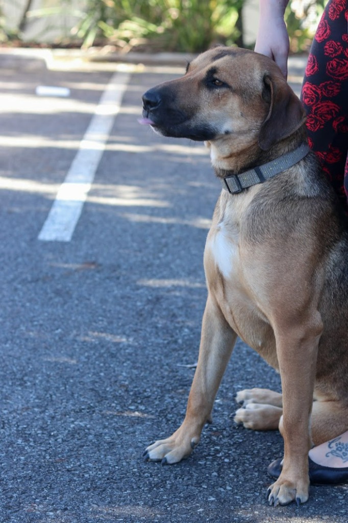 Jace - Medium Male Mixed Breed Dog in QLD - PetRescue