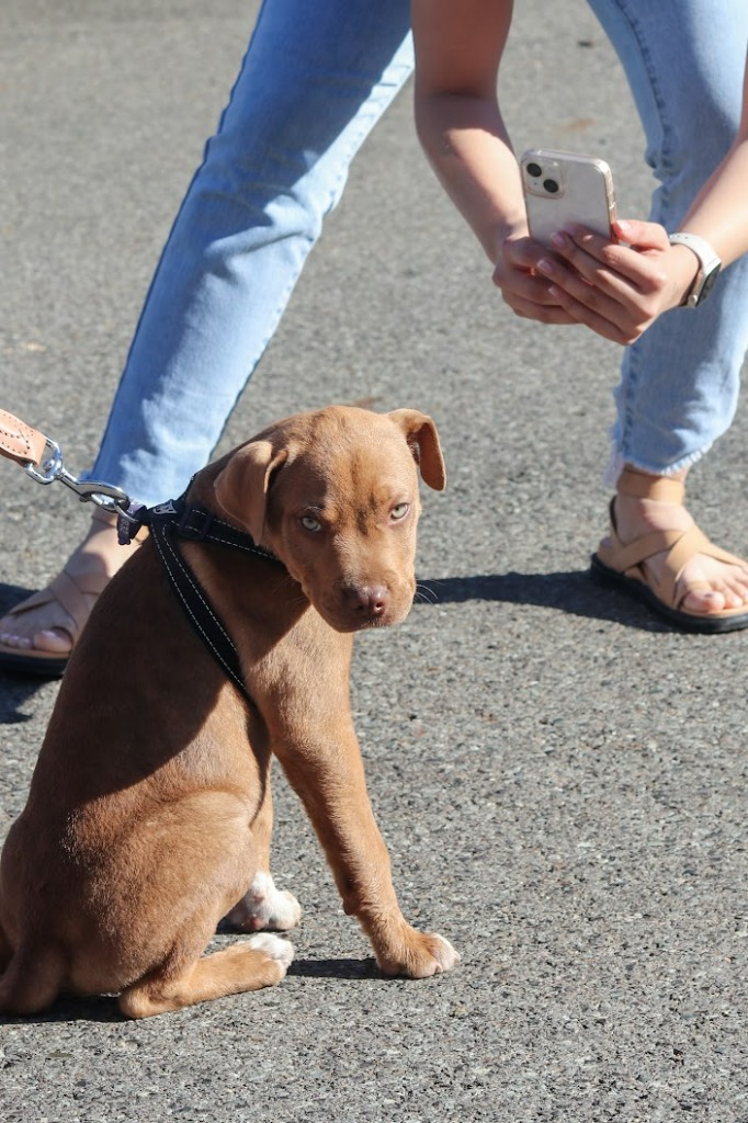 Pringle - Medium Male Bull Arab x Mixed Breed Mix Dog in QLD - PetRescue