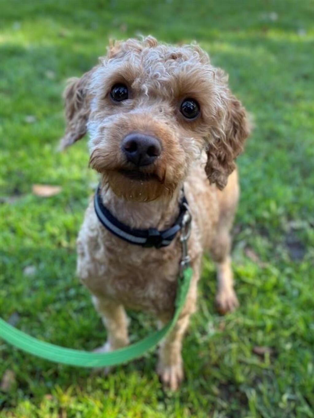 Donut - Medium Female Cavoodle Dog in VIC - PetRescue