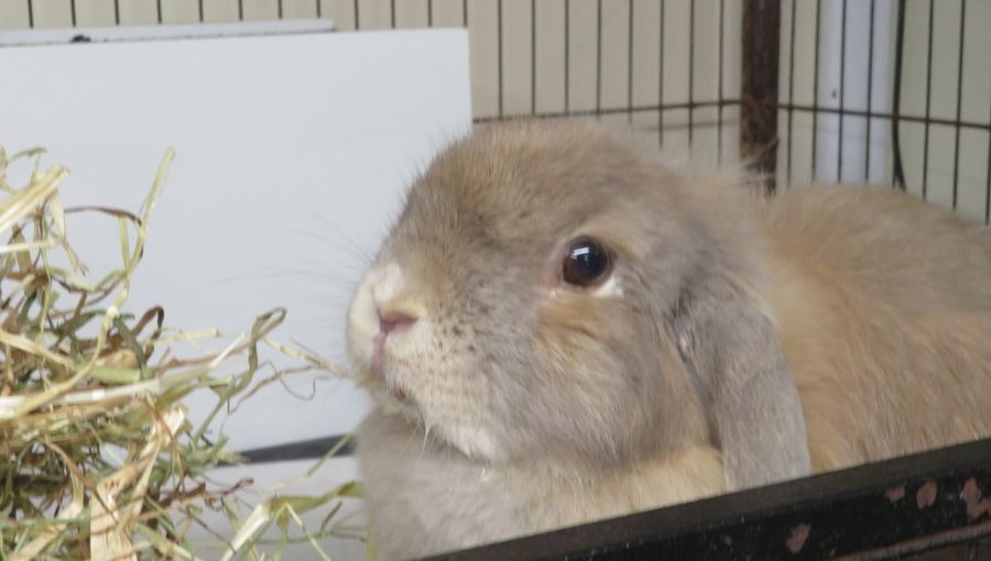 Lyla - Female Cashmere Rabbit in VIC - PetRescue
