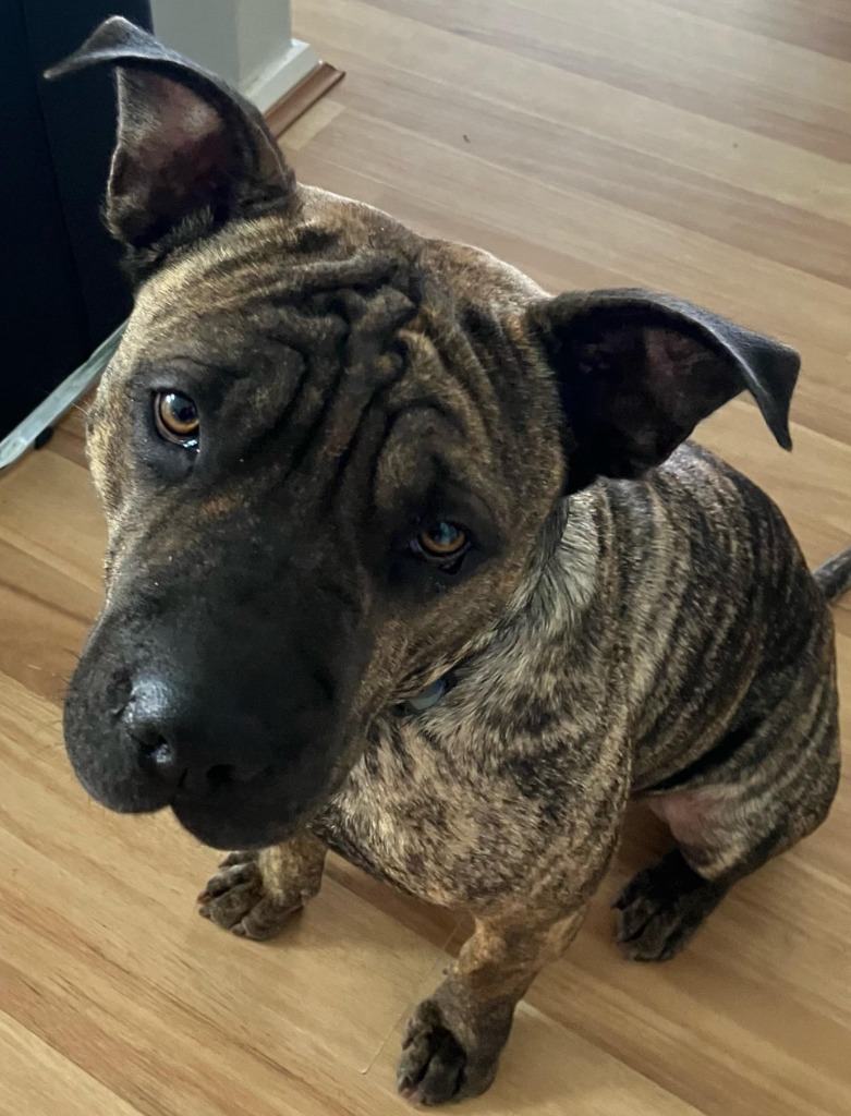 Buster - Medium Male Shar-Pei x American Staffordshire Bull Terrier Mix ...