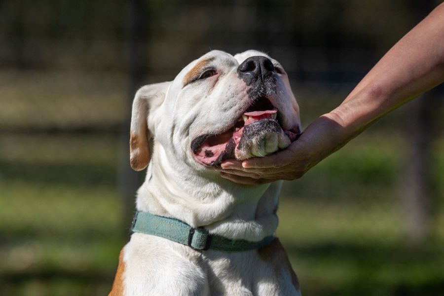 Boof - Medium Male American Bulldog Dog in NSW - PetRescue