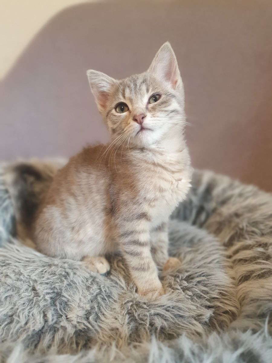 Parmesan - Female Domestic Short Hair Cat in NSW - PetRescue