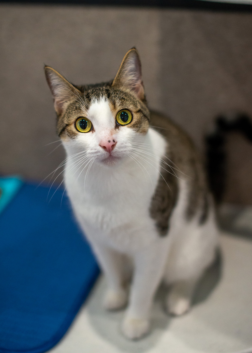 Pippi - Female Domestic Short Hair Mix Cat in NSW - PetRescue