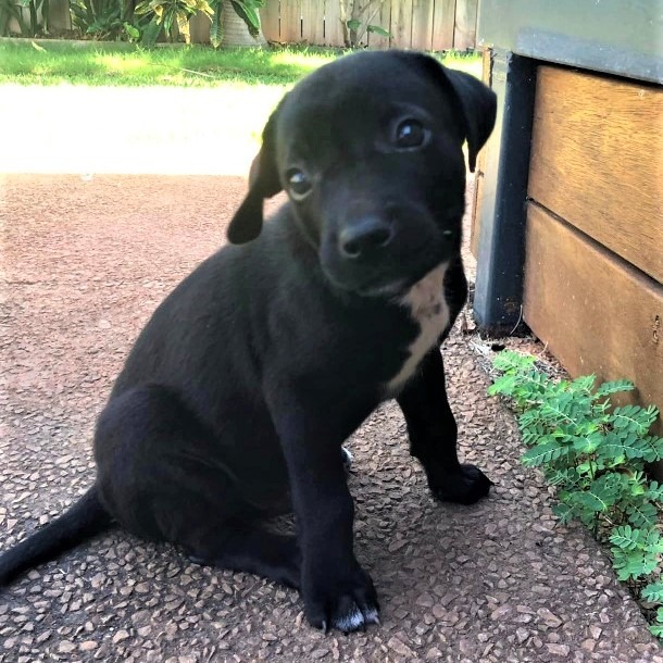 Nico - Medium Male Kelpie x Mixed Breed Mix Dog in WA - PetRescue
