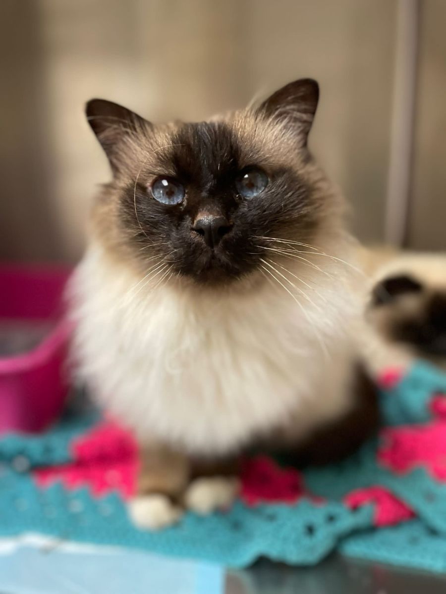 Tuska - Female Birman Cat in NSW - PetRescue