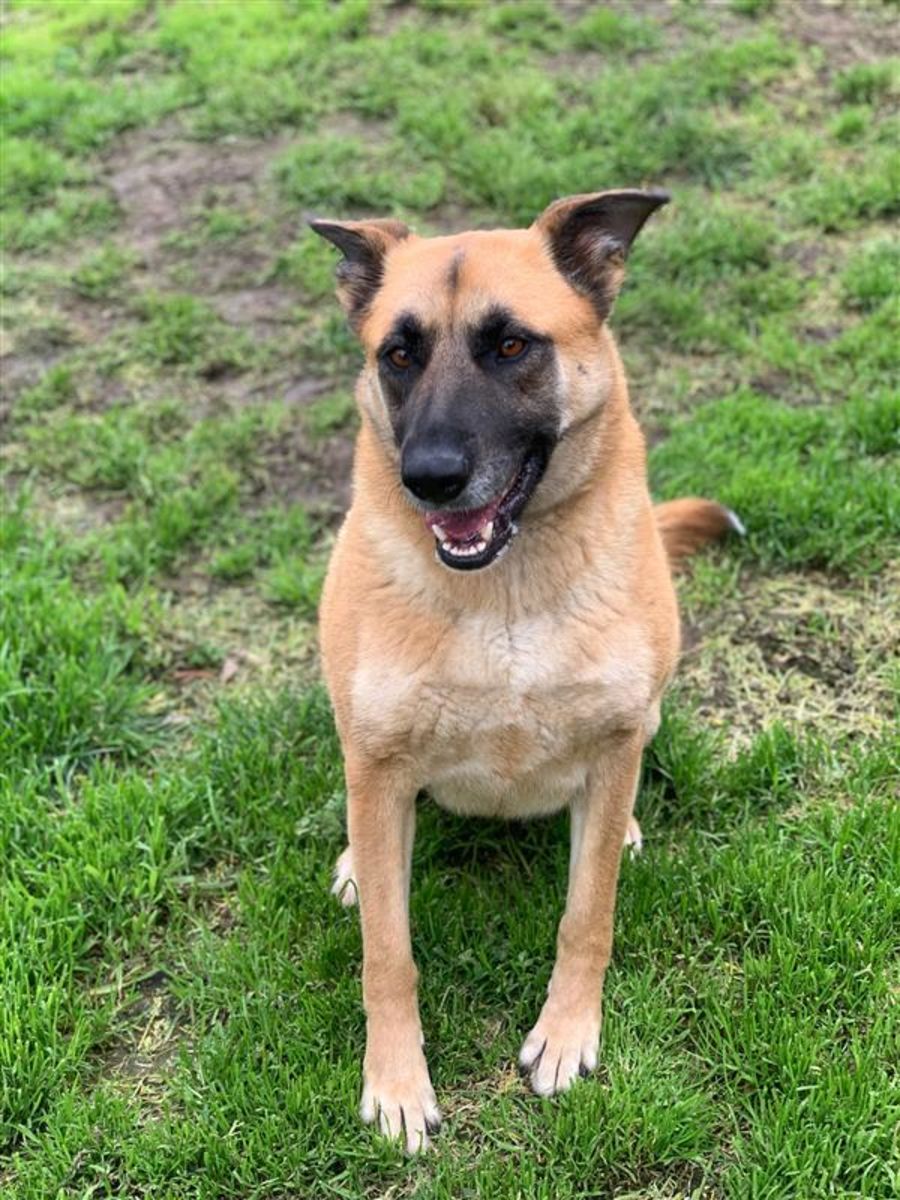 Espen - Large Female German Shepherd Mix Dog in VIC - PetRescue