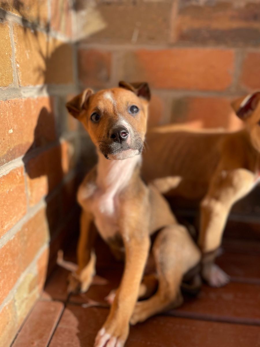 Berkley - Medium Male Whippet x Staffy Dog in VIC - PetRescue