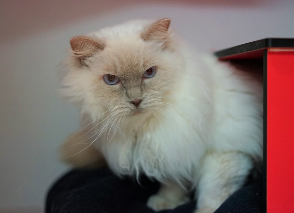 Hazel - Female Ragdoll Mix Cat in QLD - PetRescue