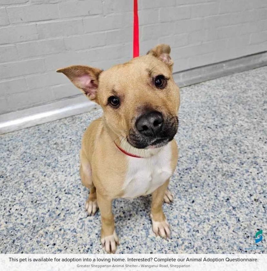 Chino - Medium Male Staffy Mix Dog in VIC - PetRescue