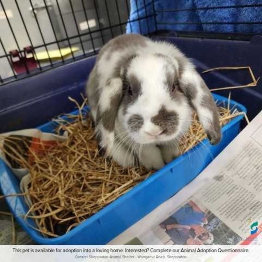 Benji - Male Dwarf lop Rabbit in VIC - PetRescue