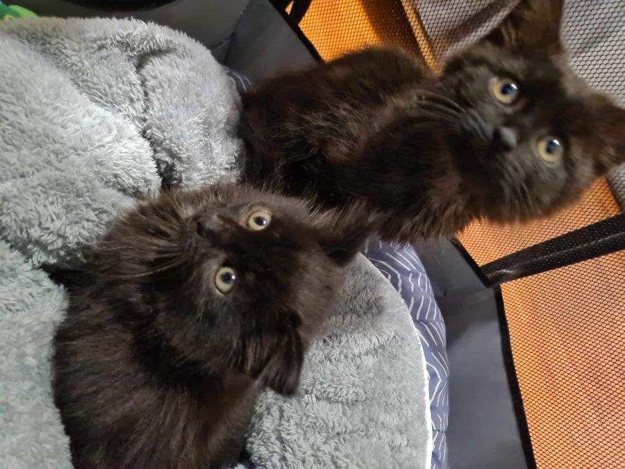 Sassy and Shadow - Female Domestic Medium Hair Cat in VIC - PetRescue