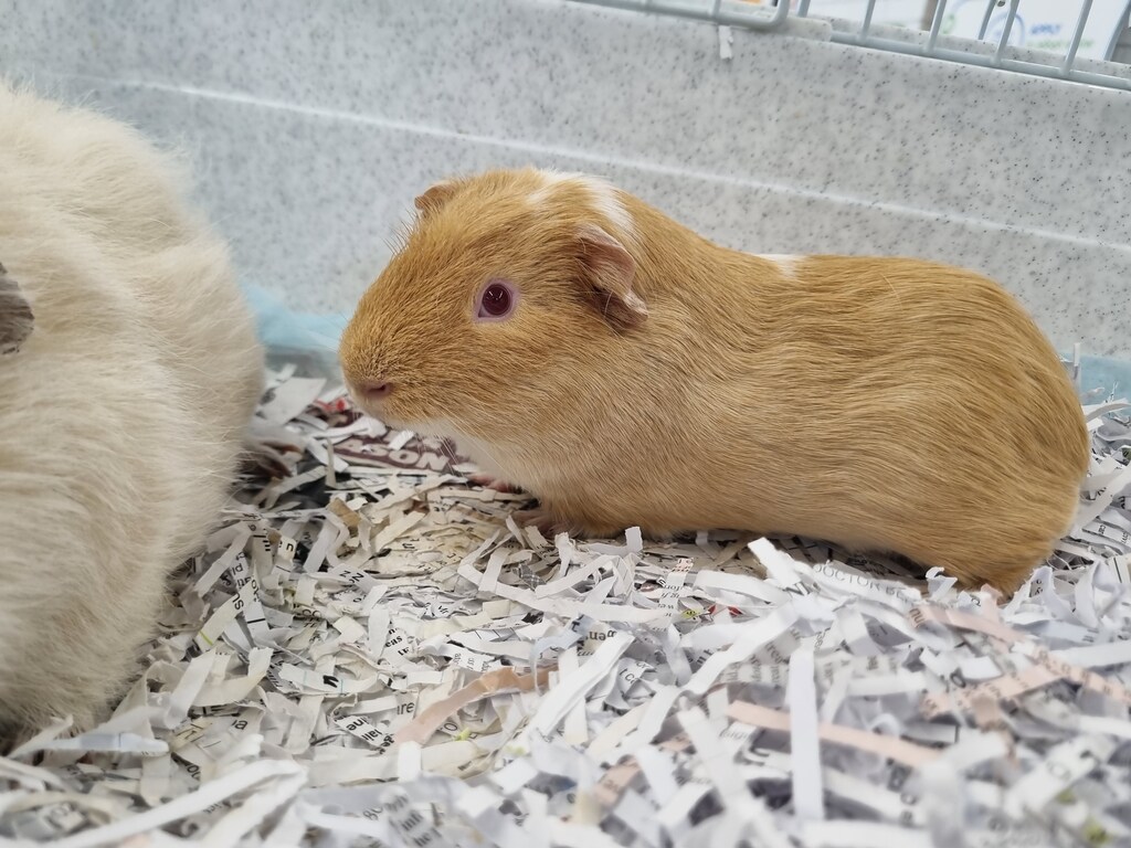 Bugsy - Male Short-hair Smooth Hair Mix Guinea Pig in QLD - PetRescue