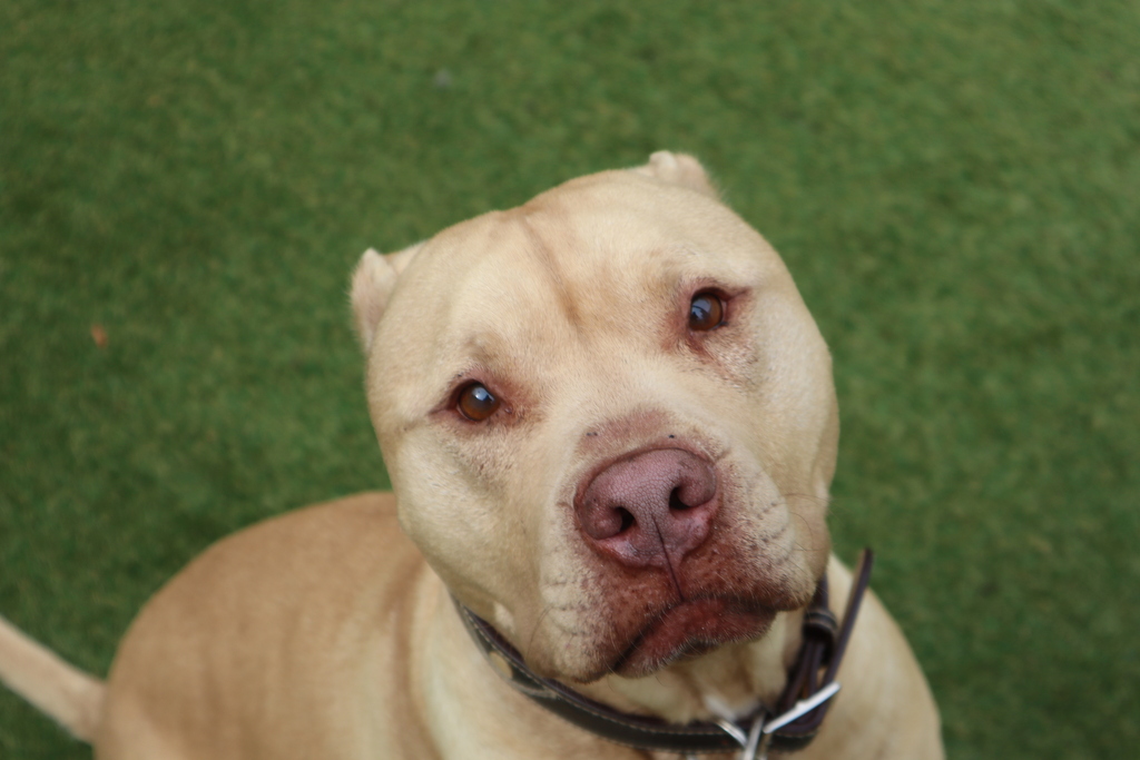 Trevor - Large Male Staffy Mix Dog in VIC - PetRescue
