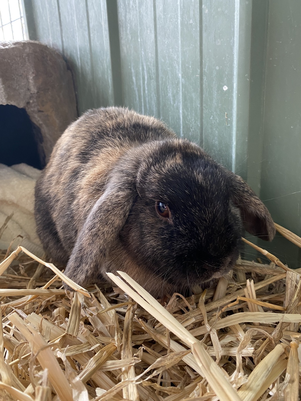 Sparkie - Male Lop Eared x Rex Mix Rabbit in ACT - PetRescue