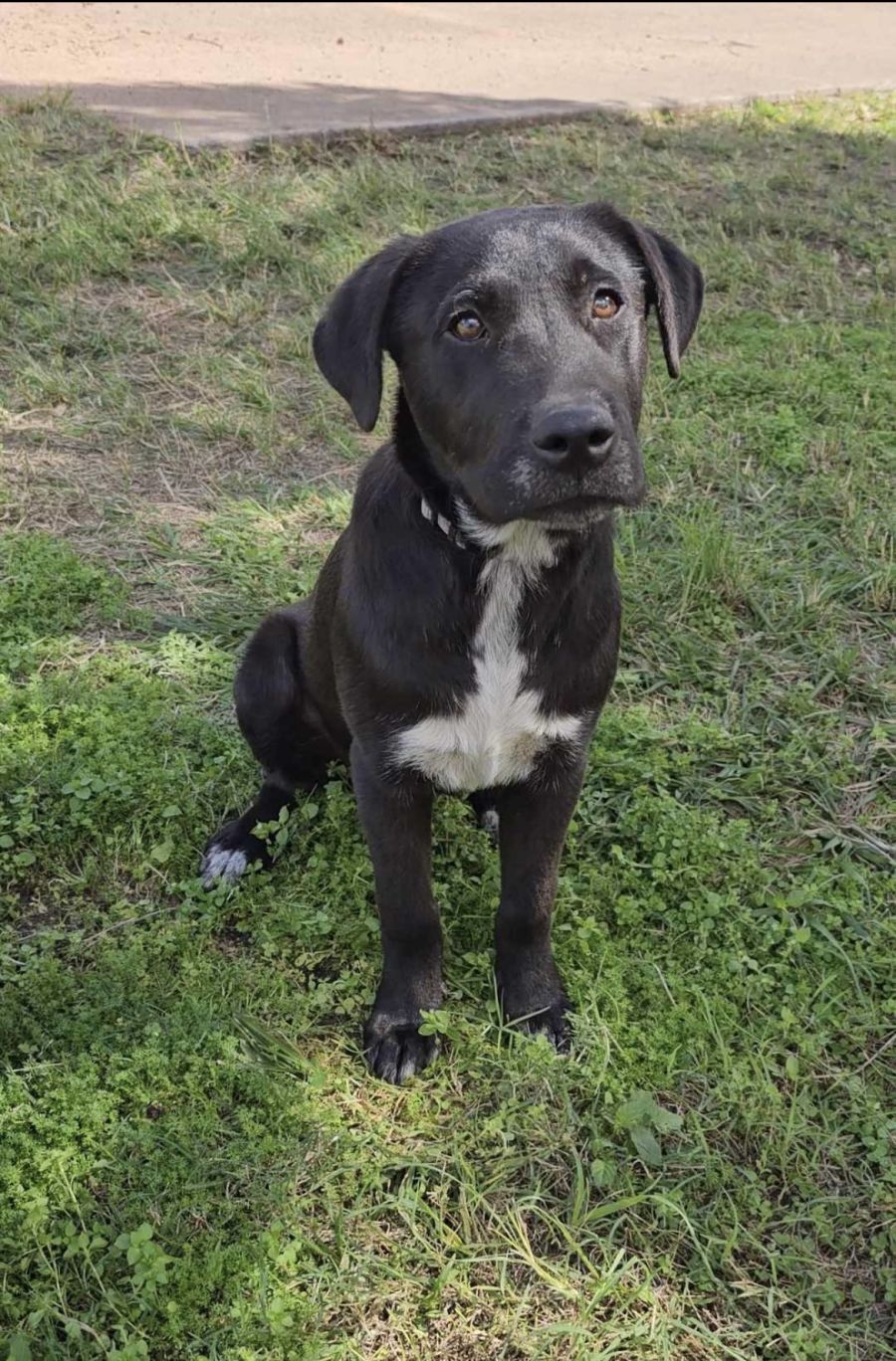 Peanut - Large Male Labrador x German Shepherd Mix Dog in QLD - PetRescue