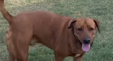 Oreo - Large Male Rhodesian Ridgeback x Rottweiler Mix Dog in WA ...