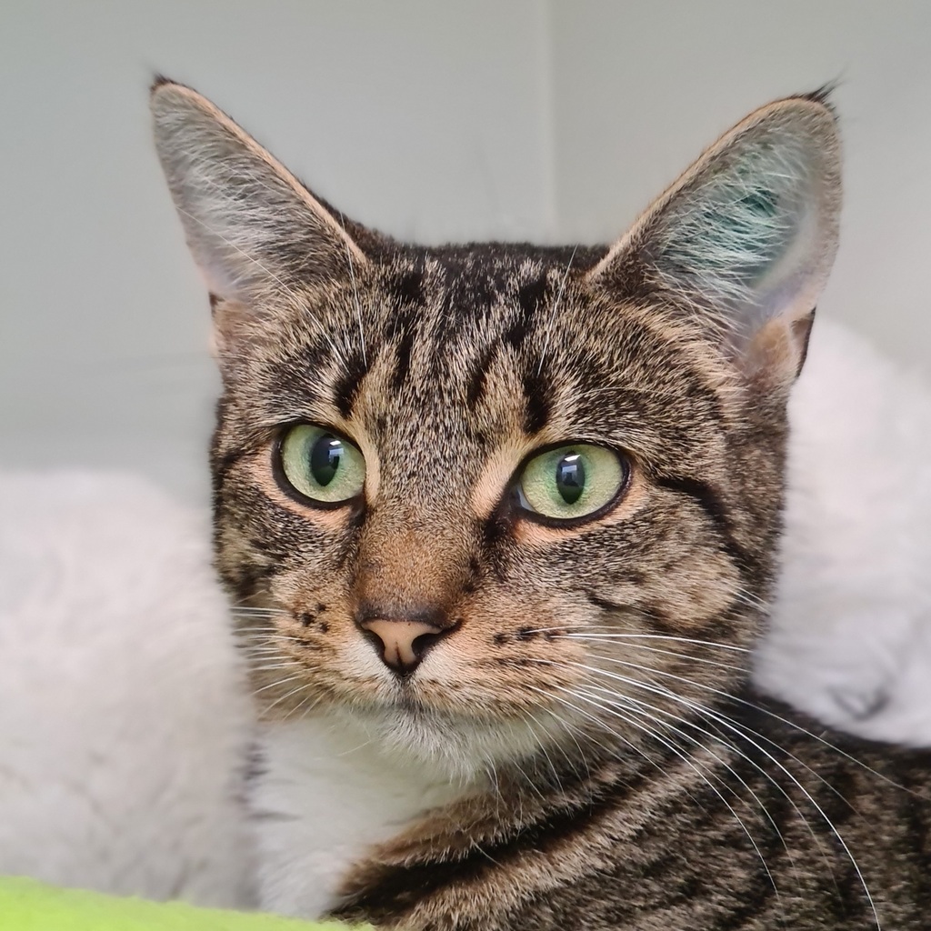 Penny - Female Domestic Short Hair Cat in VIC - PetRescue